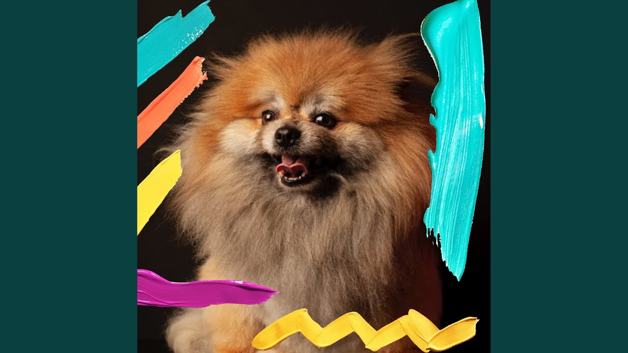 Sunny Stressed Out Dog - YouTube