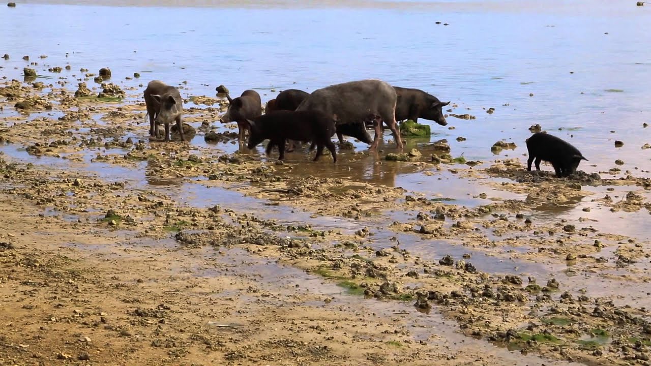 Tonga Tongatapu Talafo'ou Fishing pigs / Tonga Tongatapu Talafo'ou ...