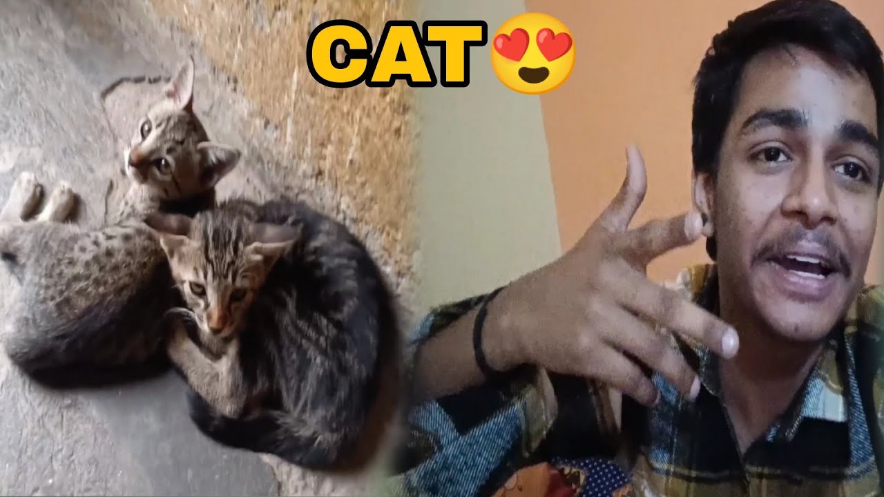 Finally CAT FRIENDSHIP😅 DAILY VLOG😍 @Nitinthakurvlog - YouTube