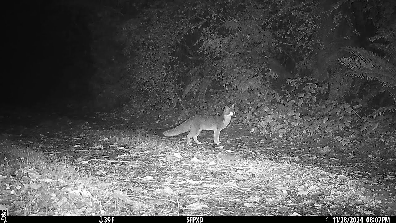 Thanksgiving Fox - Browning Trail Cameras - YouTube