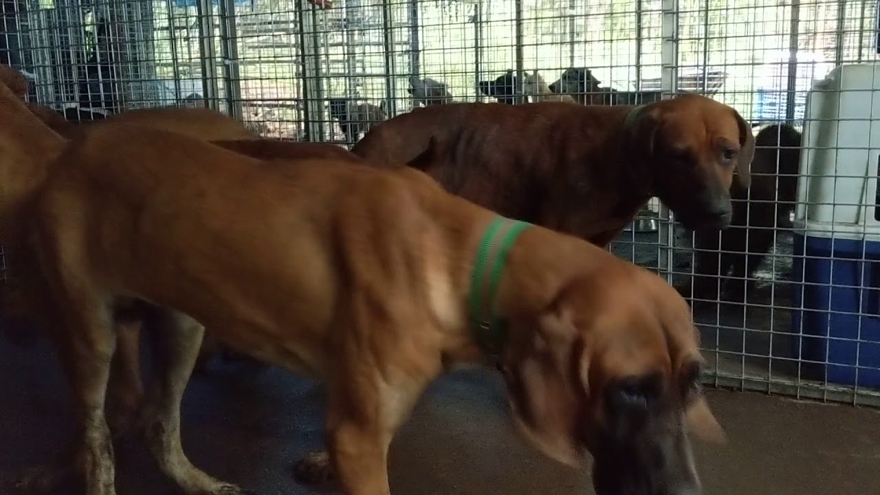 Beautiful Dosa dogs rescued from a dog meat farm in Korea - YouTube