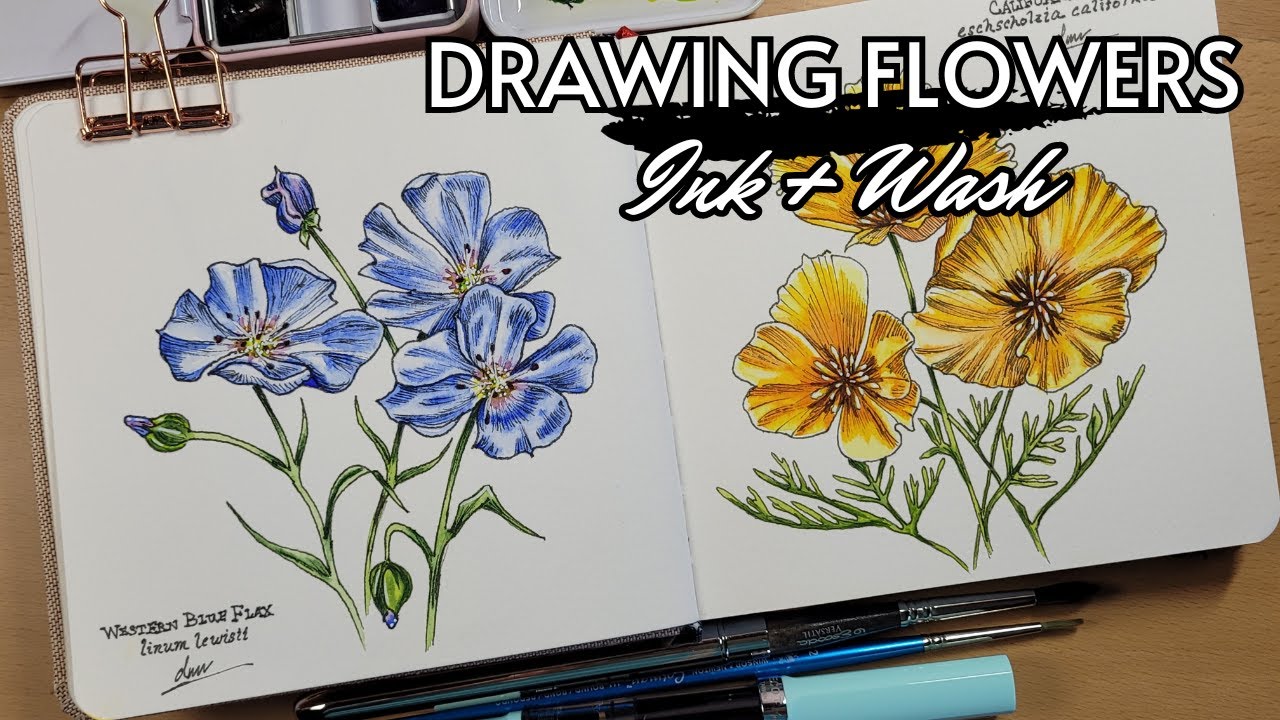 Flax Flower Drawing