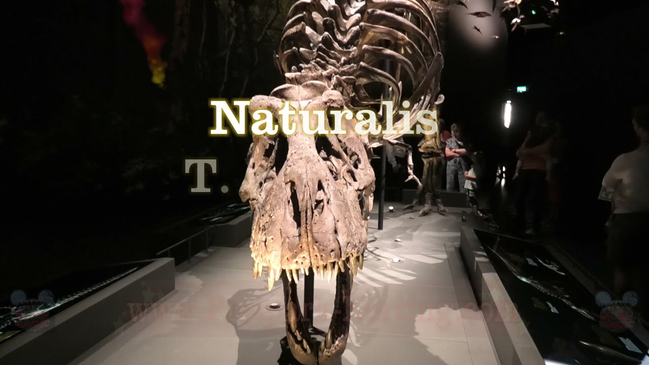 Naturalis T.rex Trix Tyrannosaurus Rex Dinosaur - YouTube