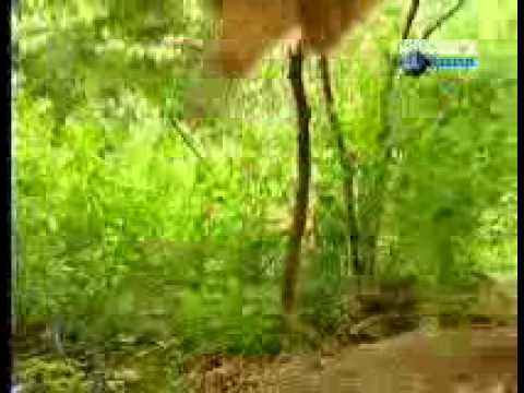 monyet yang terlampau berani