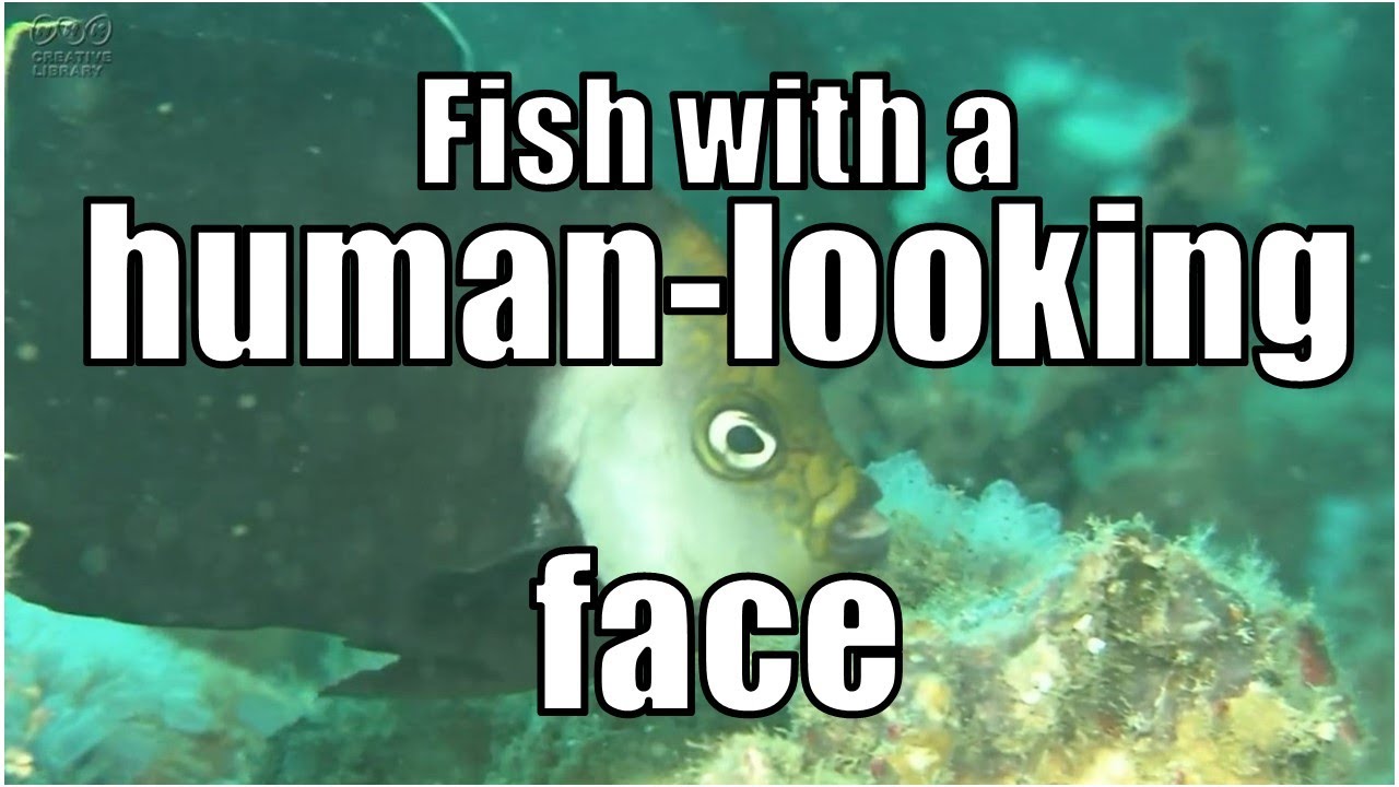 Fish with a human-looking face (Full) - YouTube