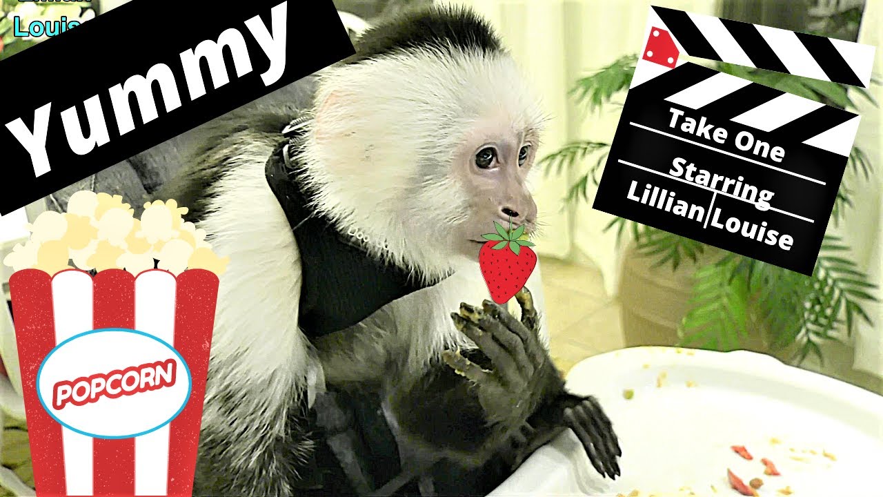 SO ADORABLE!! Dinner And A Movie With Monkey Lillian 🍓 | Monkey Watches ...