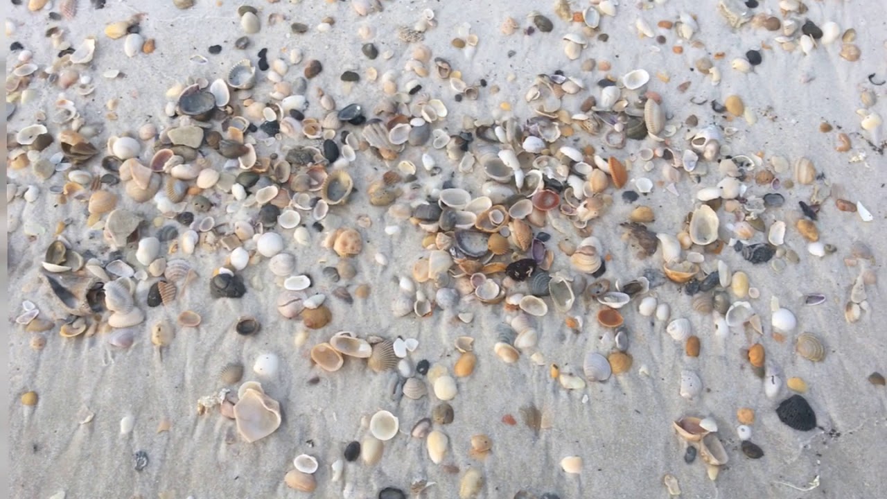 Loads of shells at Cape San Blas, Fl. - YouTube