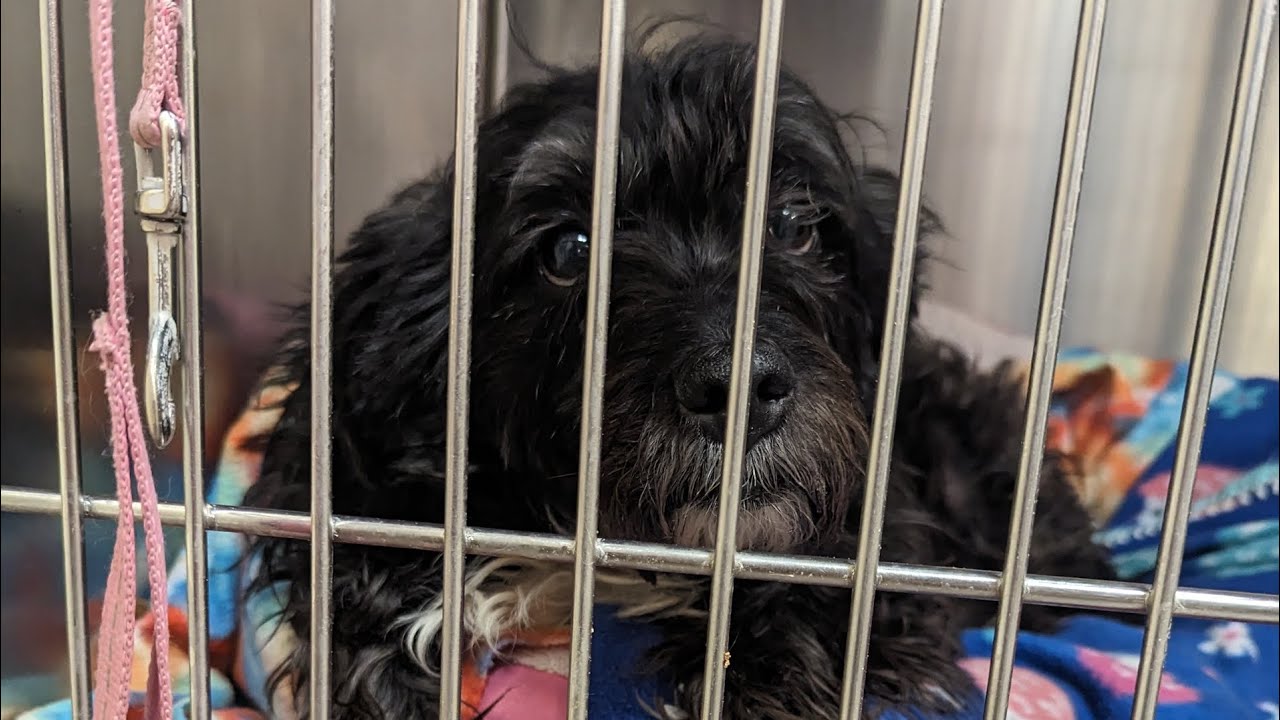 SCRAPS ANIMAL SHELTER ! Complete List of dogs as of 3/30/24 on video ...
