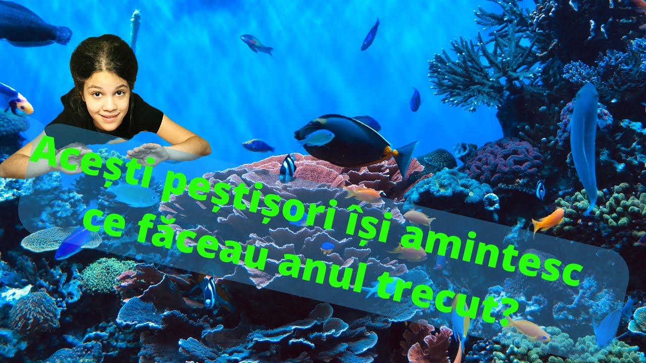 Ep. 51 Lucruri incredibile despre pesti - YouTube