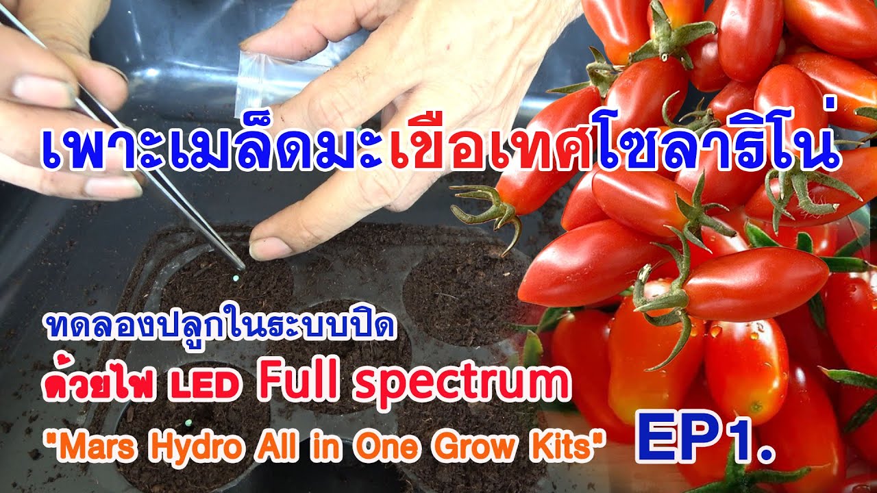 ทดลองปลูกมะเขือเทศโซลาริโน่ ด้วยไฟ LED Full spectrum Mars Hydro All in ...
