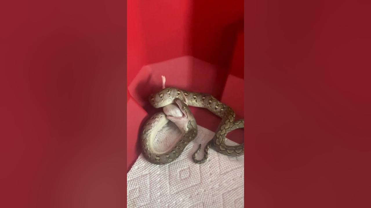 Kalatoa Super Dwarf Reticulated Python eating a hopper mouse - YouTube