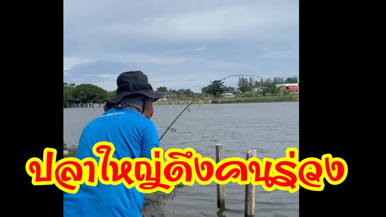 ปลาใหญ่ดึงคนตกน้ำ😂😂#นักตกปลา #ตกปลานิล #ตกปลาหน้าดิน #ตกปลาชะโด - YouTube
