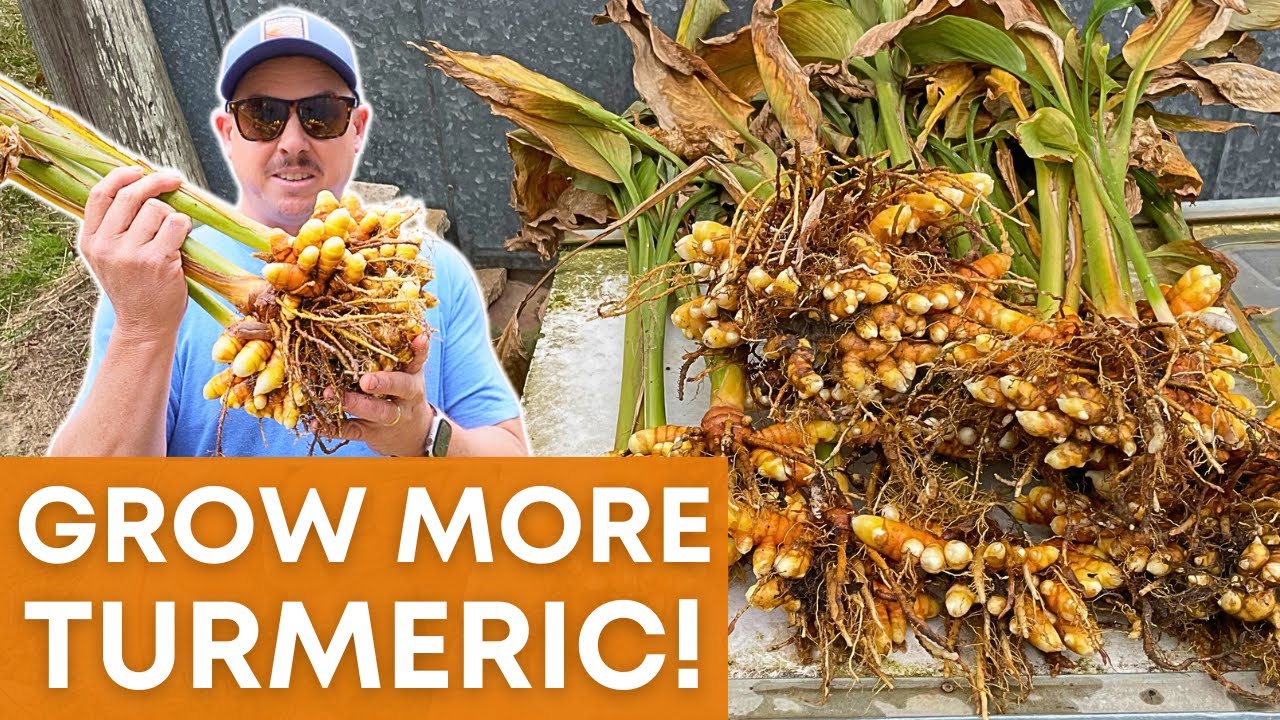 Unveiling the Secrets of Turmeric: A Year of Learning and Harvest - YouTube