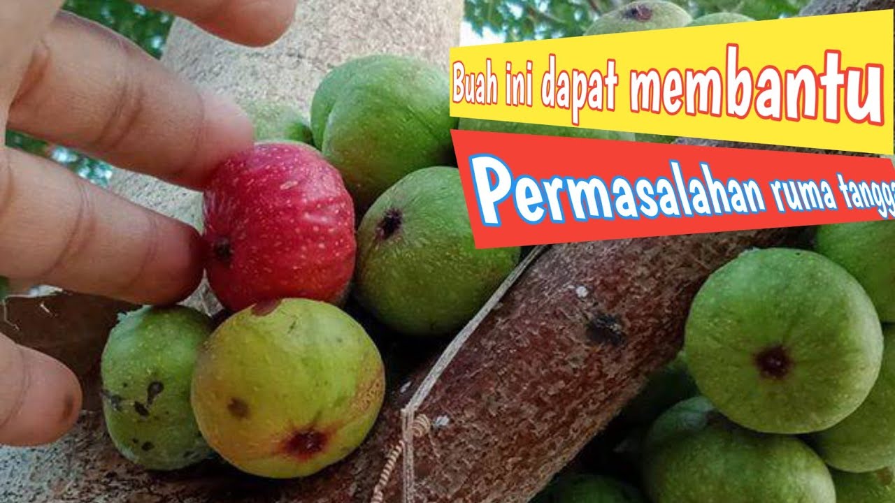 5 MANFAAT BUAH LOA || No 5 di Jamin Bikin Kamu Terkejut || - YouTube