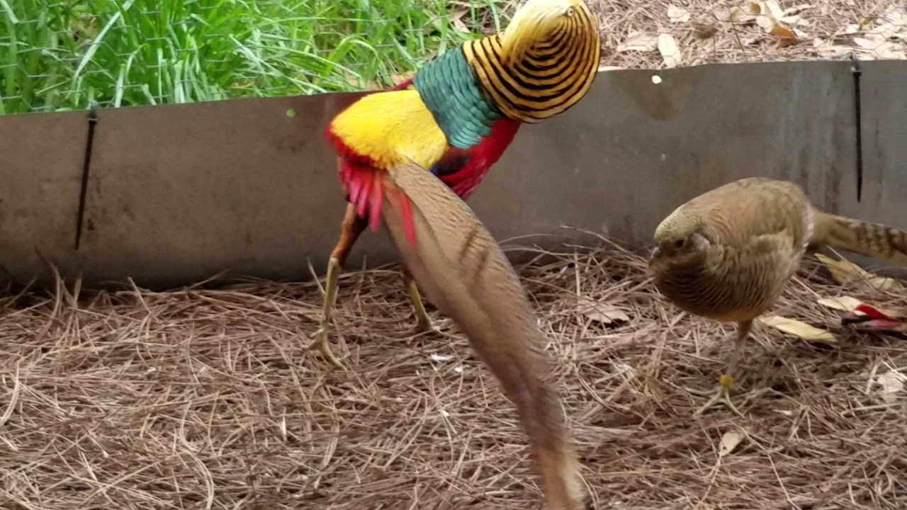 Red Golden Pheasant male displaying his colors to hen. - YouTube