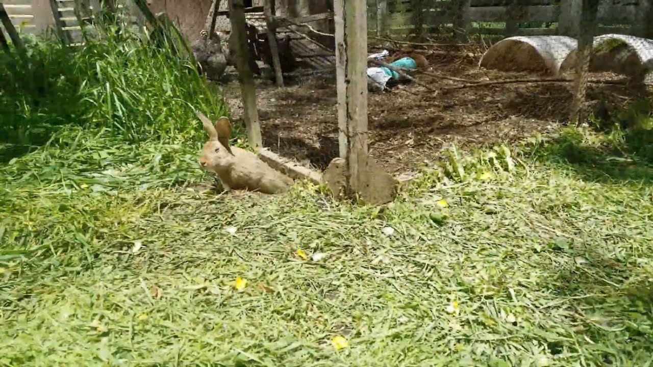 Colony rabbit rotational pasture idea in action - YouTube