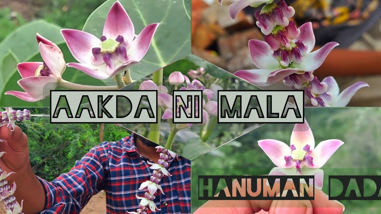 Aakda Ni Mala | Flower Mala | Aakde Ki Mala | Hanuman Dada Ni Mala ...