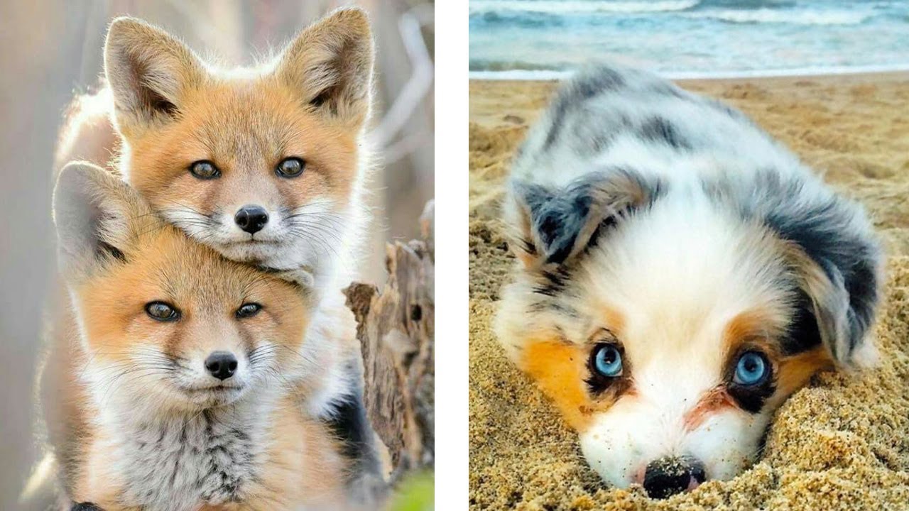 💕 Have you ever heard the sound of a fox's laugh? Now's your chance!💕💕 ...