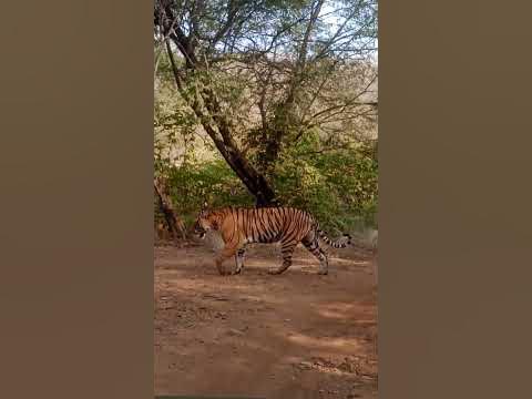 #tiger #tigertiger #trending #ytshorts - YouTube