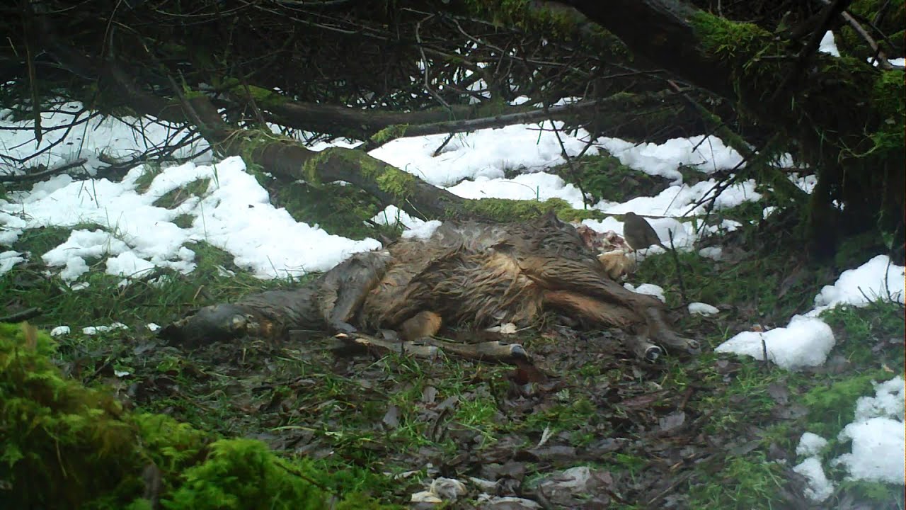 Trail cam: A robin feeds off a roe deer carcass - YouTube