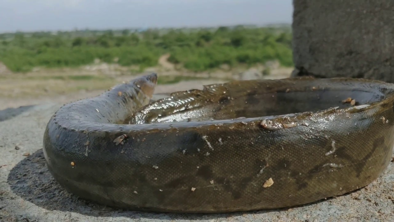 Amazing|| big baam|| (eel) catch at manjeera dam - YouTube