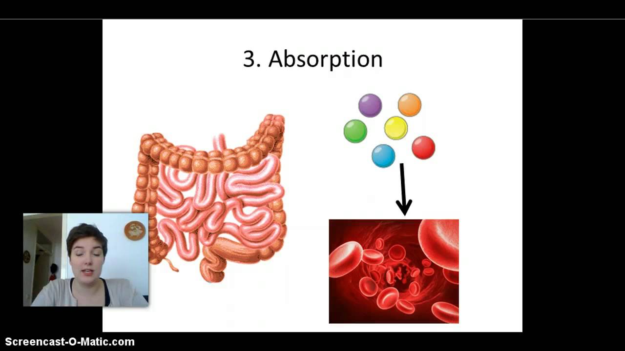 Ingestion, digestion, absorption and elimination - YouTube