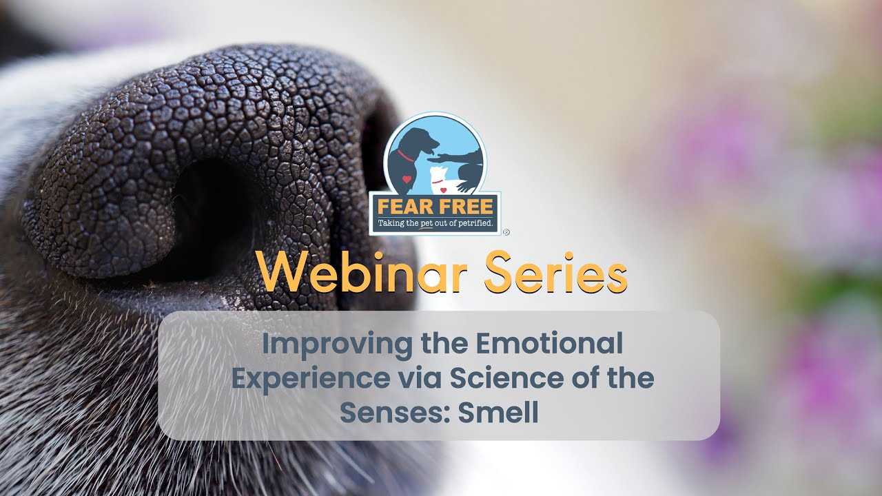 Improving the Emotional Experience via Science of the Senses: Smell ...