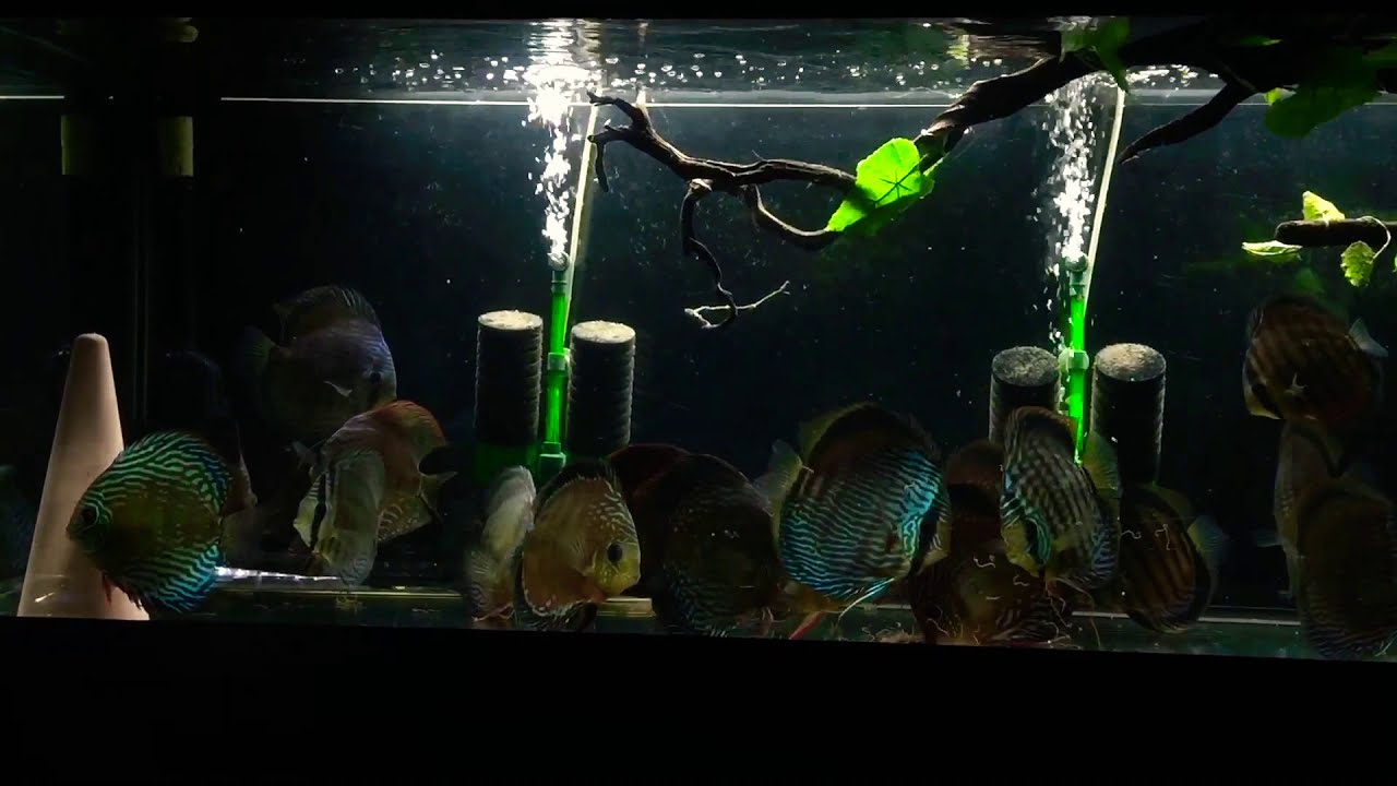 Wild Discus Community Tank - YouTube