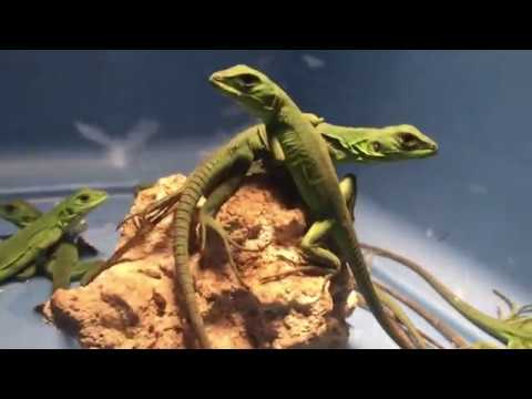 2016 Banana Pectinata - YouTube