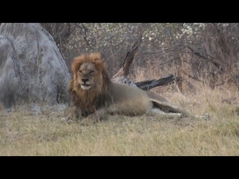 The lion secures the areas of control - YouTube