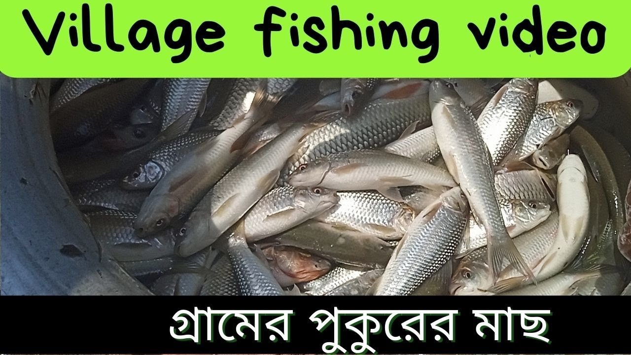 Traditional village fishing video | Catching silver cup fish by ...