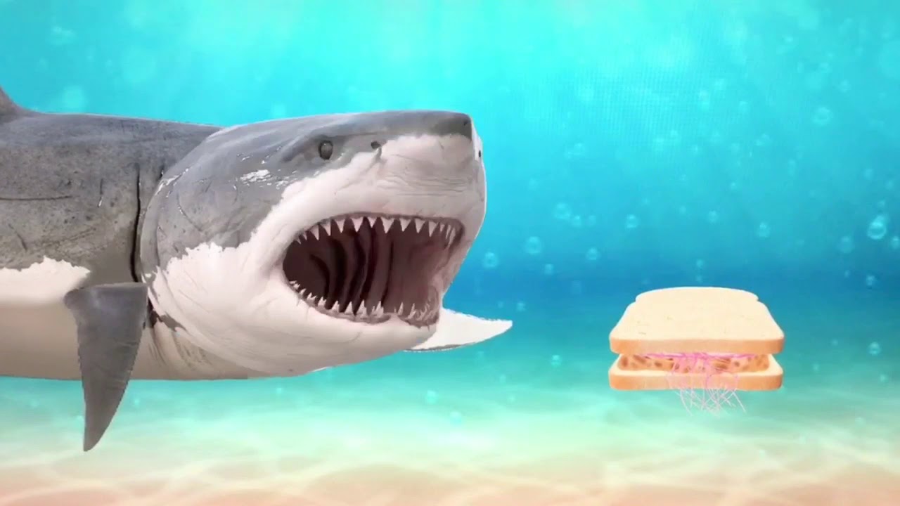 A Shark’s Favorite Sandwich - YouTube