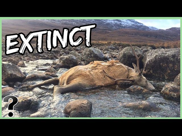 What Are Some Examples Of Extinct Animals Quora What Are Some Animals