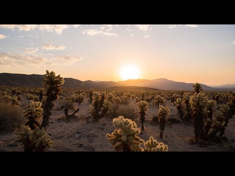 Welcome to 29 Palms, California, your gateway to Joshua Tree National Park.