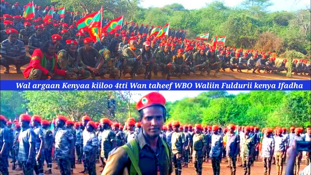 #WBO #OduuGamachisaa Injifannoo Waraana Bilisummaa Oromo WBO Wabii ...