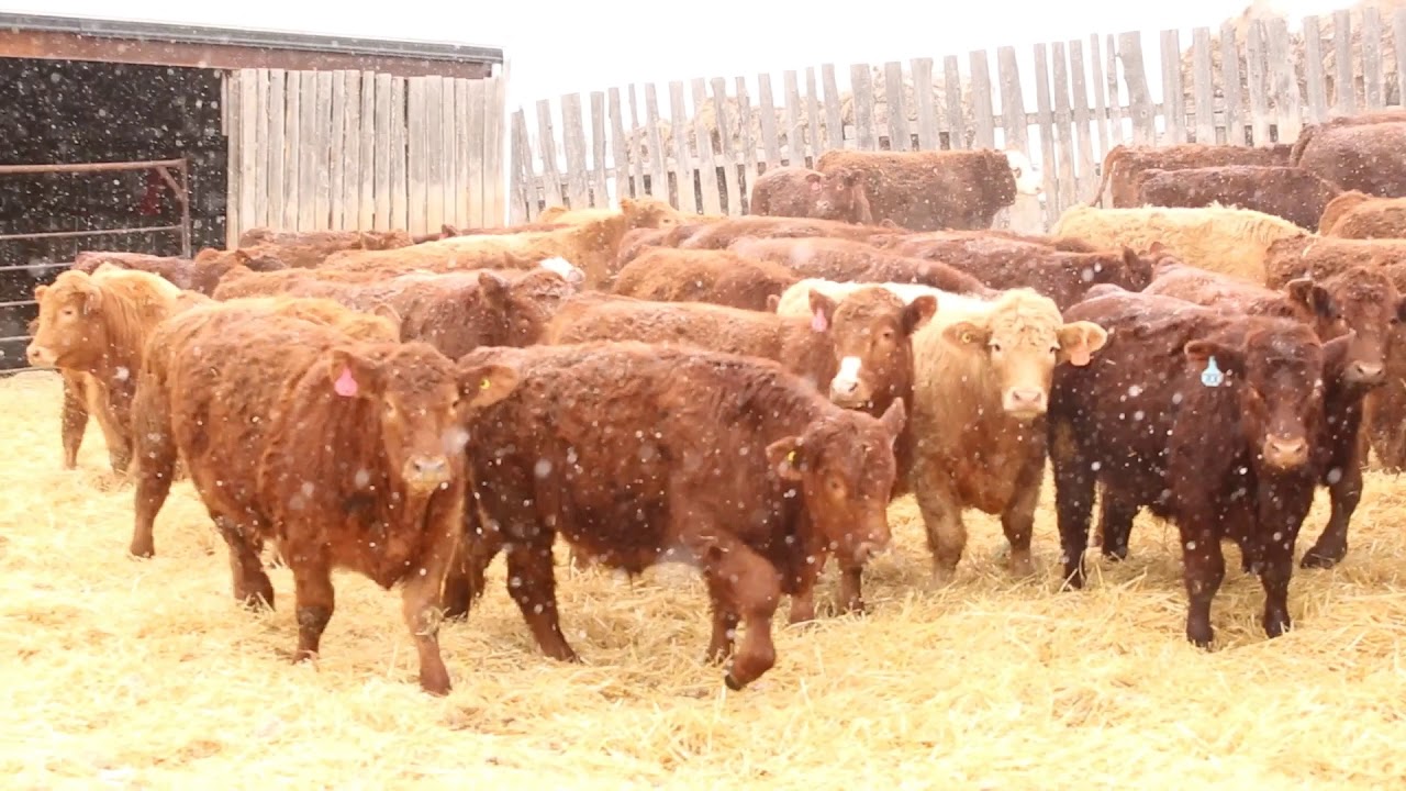 Jason & Spencer Goudy Steers - YouTube