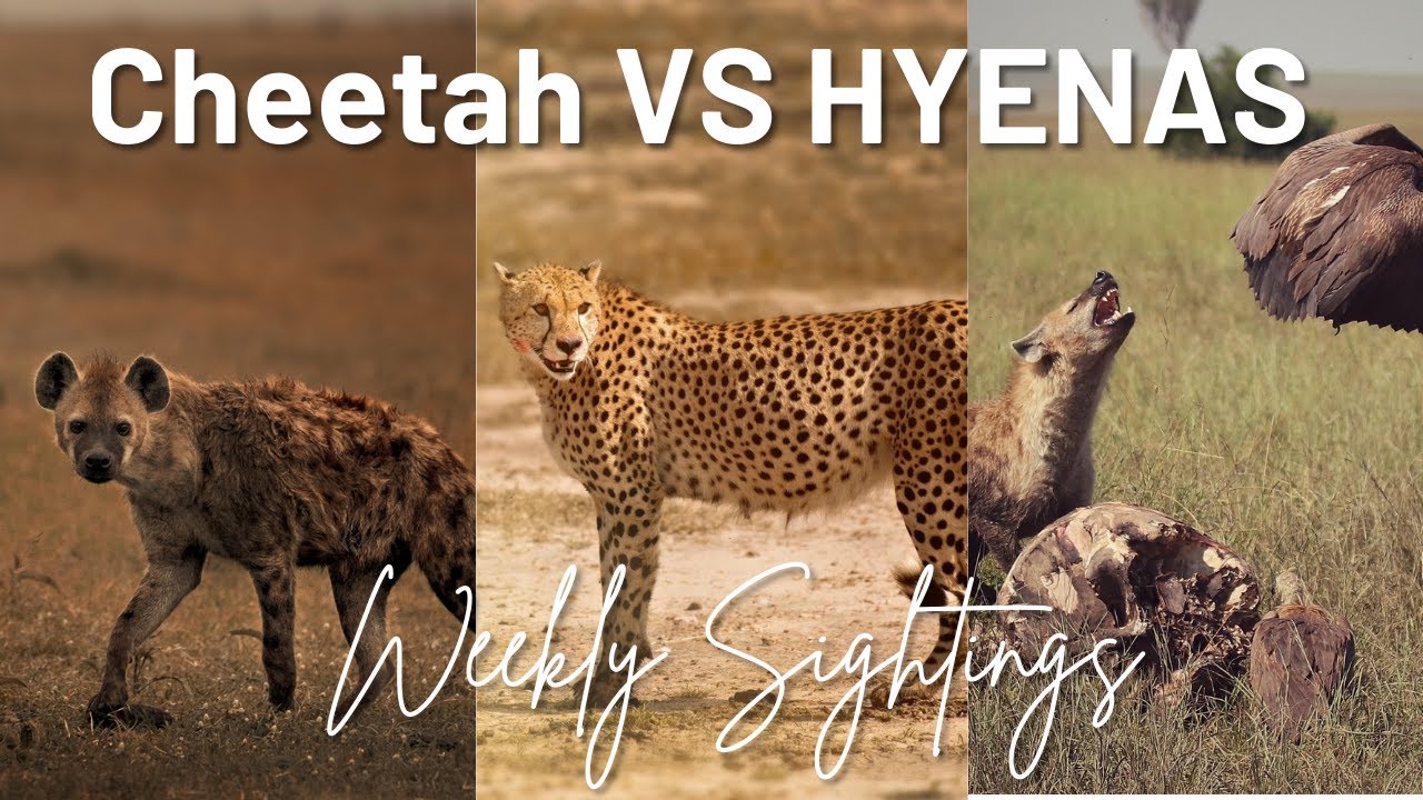 Hyena and Jackal Steals Cheetahs Kill - Discover Africa Wildlife ...