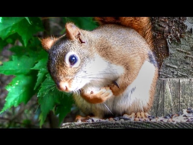 Relaxed Squirrel 297 Relaxed Squirrel Stock Photos Free