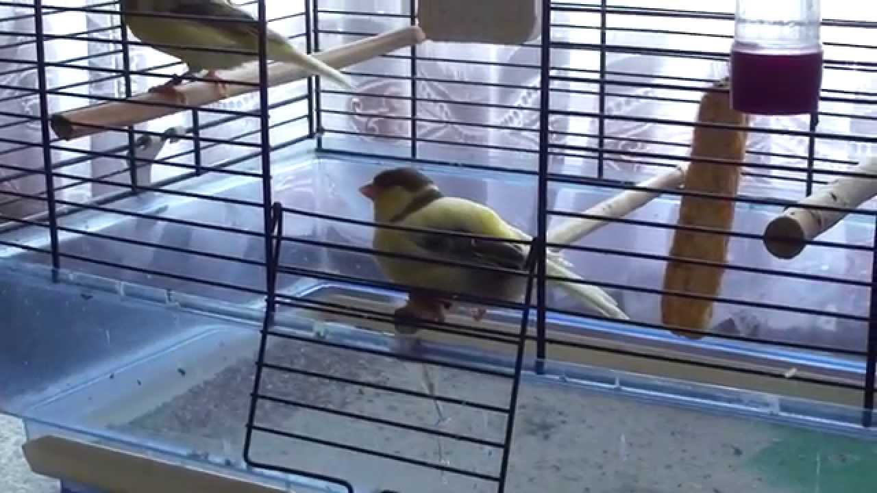 Female canary bird getting old, joint illness, slipping off the perch ...