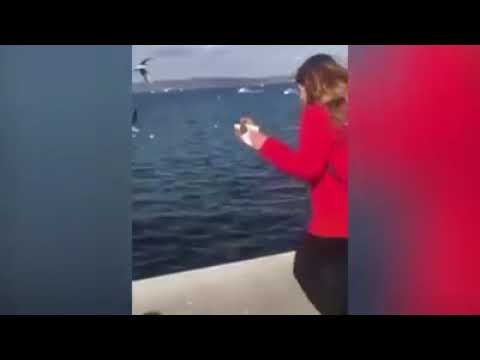 Martılara Simit Yerine Telefonunu Attı