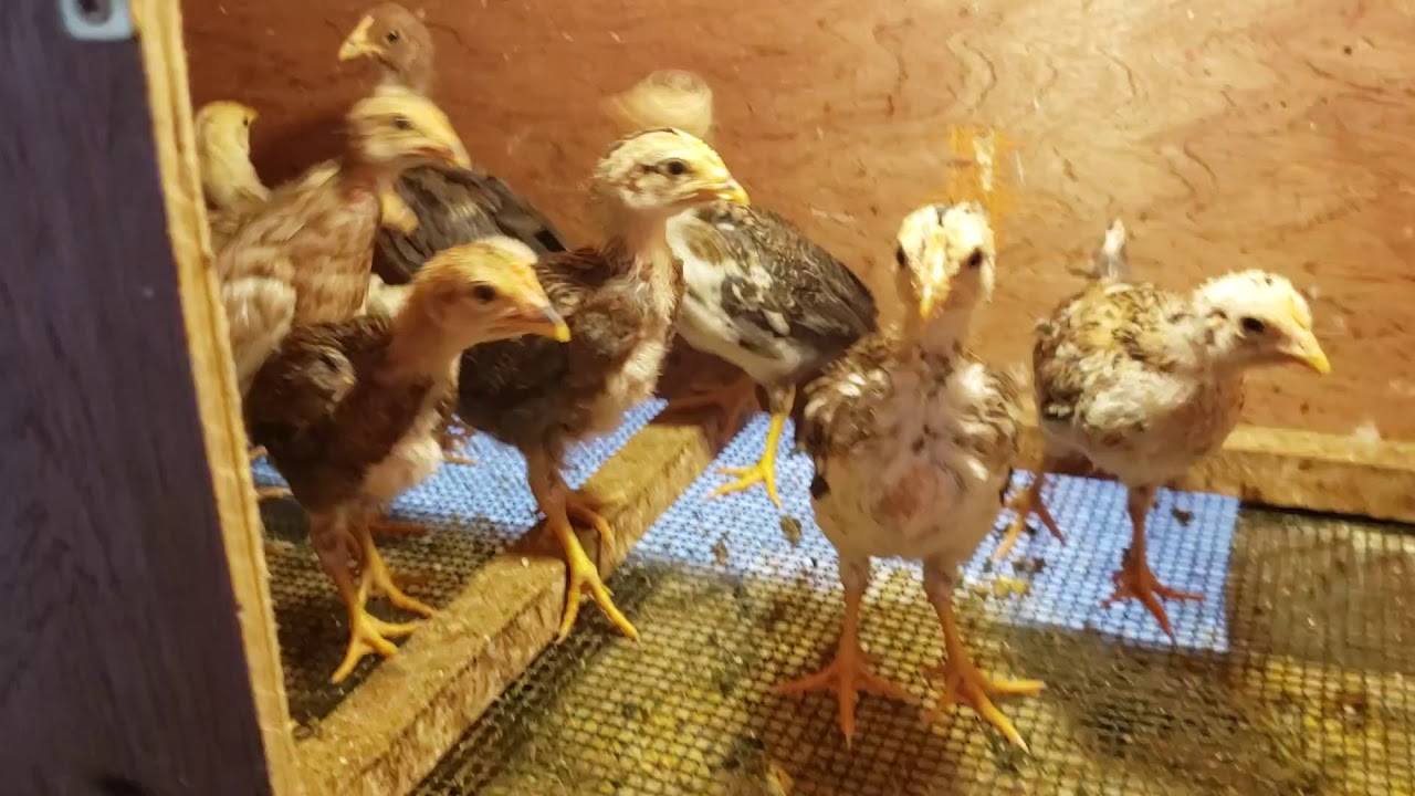 Criando los pollos - YouTube