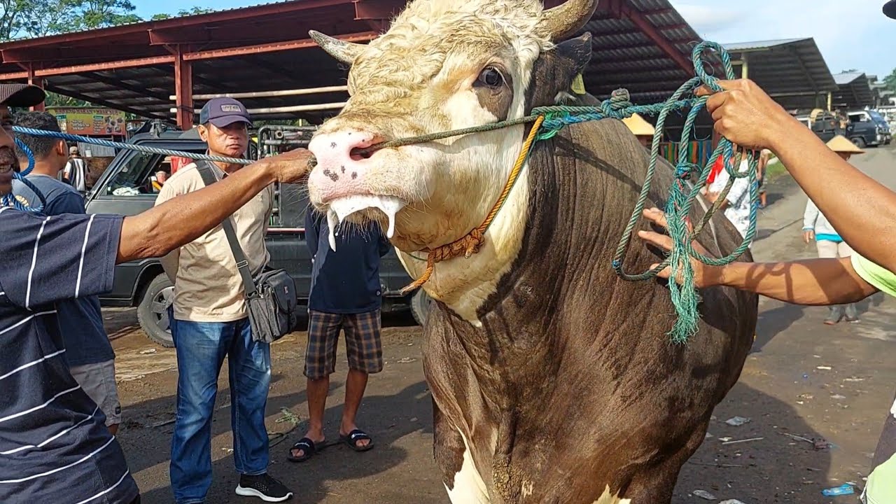 SUPER ALOT NEGO SAPI TERBESAR PASAR SAPI BOYOLALI - YouTube