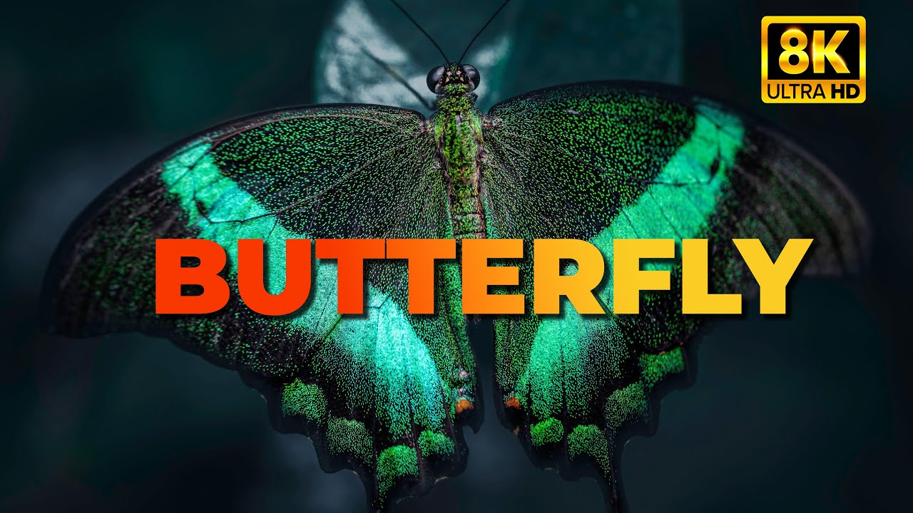 Most Beautiful Butterflies on Planet Earth| तितली हैं 🤔Beautiful ...