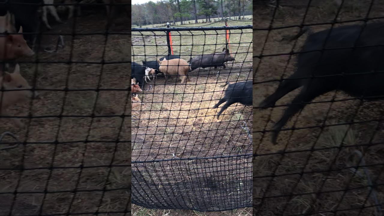 Catch Club - Owner Video 002 | Pig Brig Trap Systems - YouTube