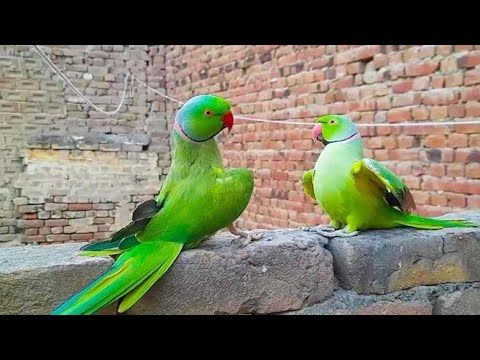 My Two Best Friendly Talking Parrots - YouTube