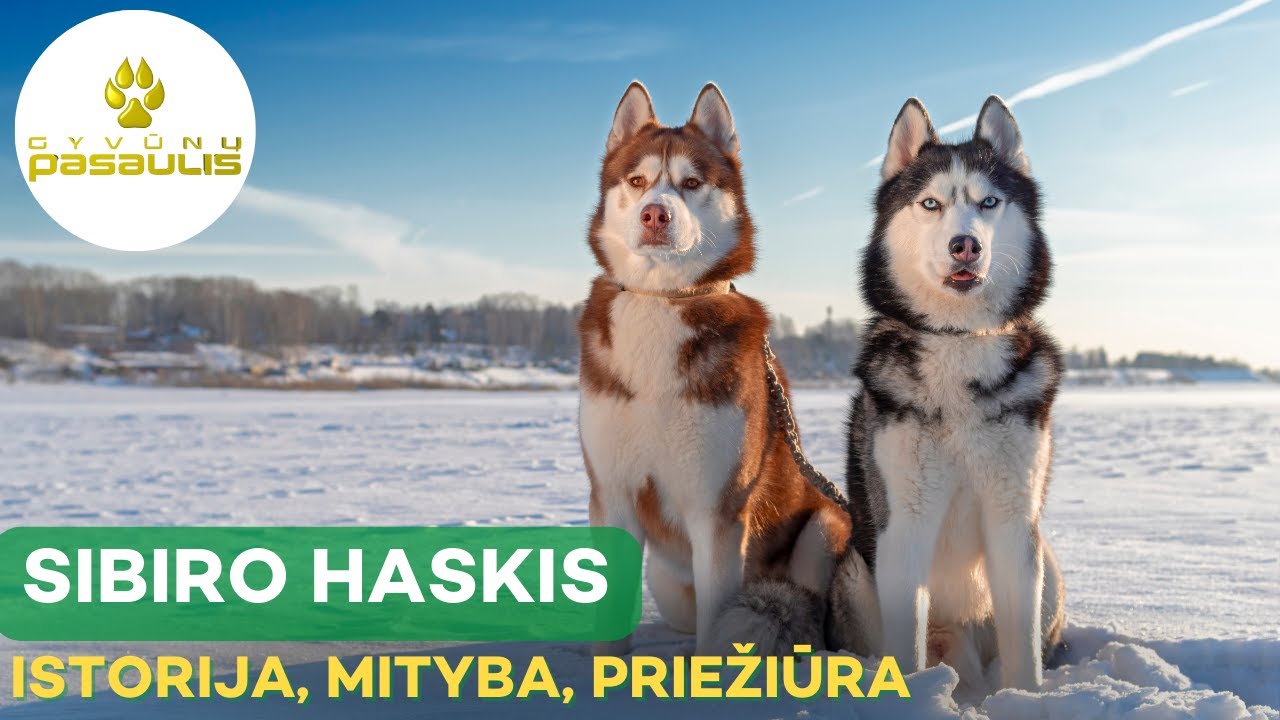 Sibiro Haskis - veislės, mitybos ir priežiūros ypatumai - YouTube