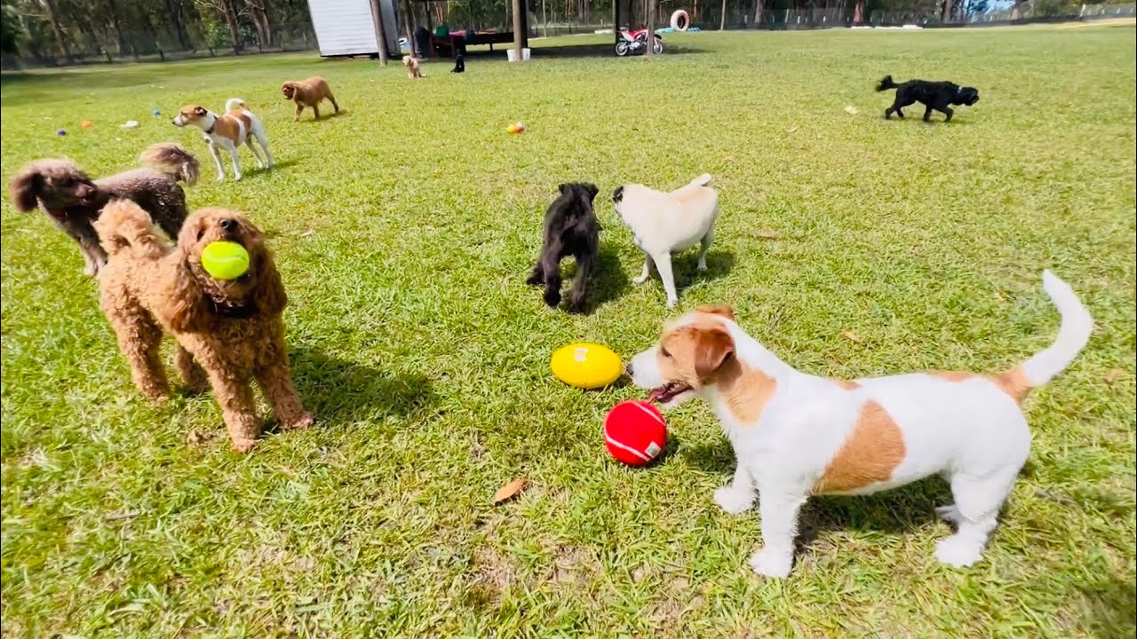 Get ready for a cuteness 🥰 It’s a squeaky free-for-all! - YouTube