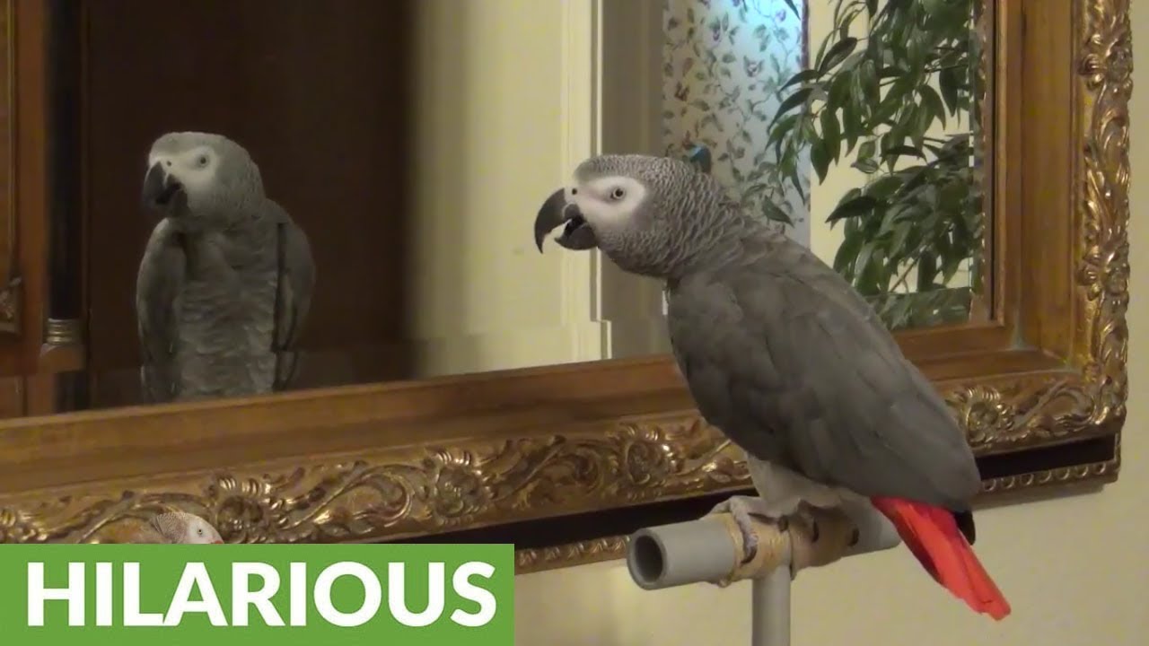 Talking parrot has full blown conversation with reflection - YouTube