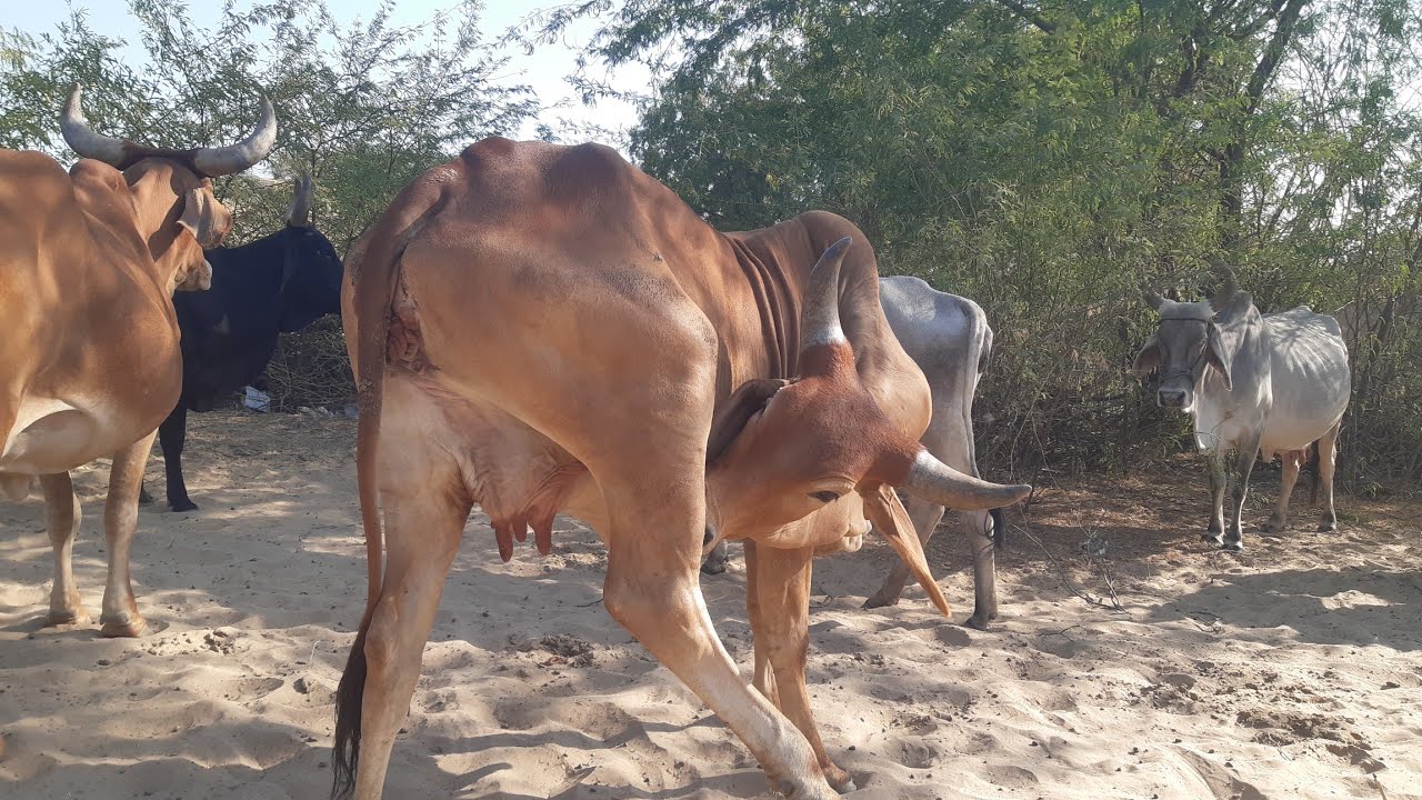 Very beautiful cows red cows drinking their milk drinking their milk ...