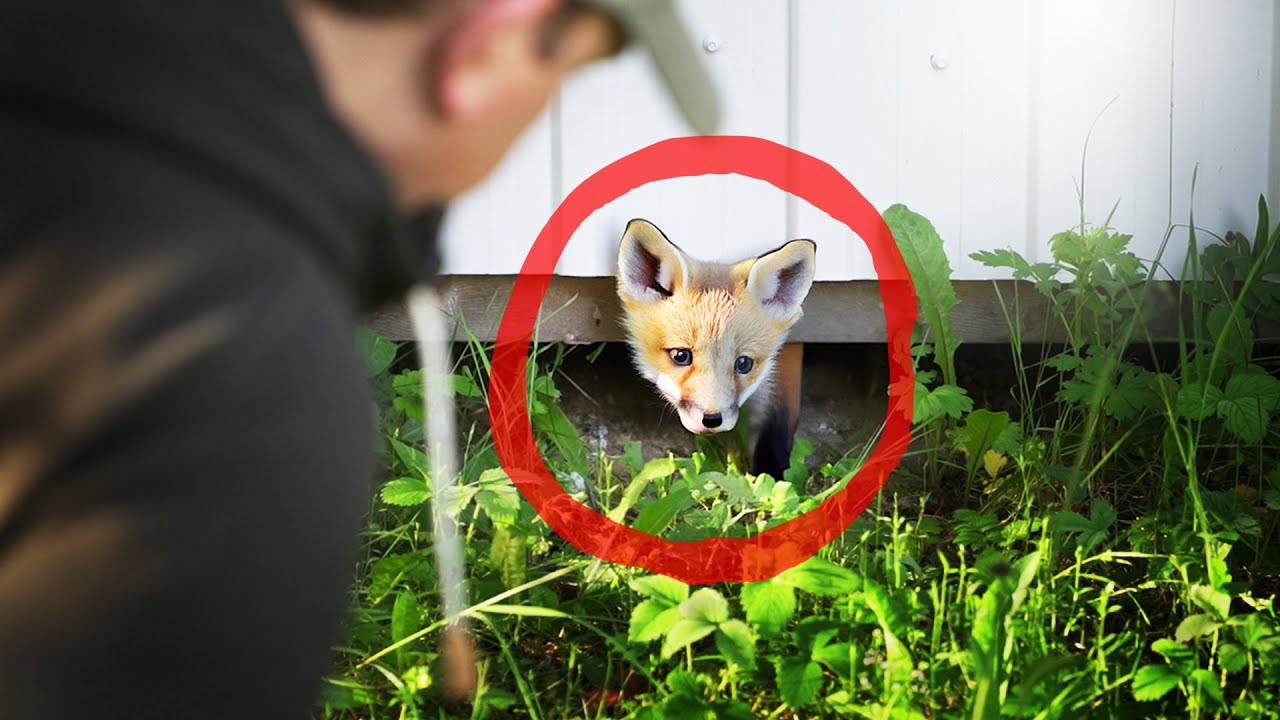 Baby Red Foxes are living on my Wildlife Homestead! - YouTube